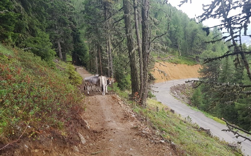 An Enduro Mecca: Riding the Reschen Pass... | bike-components